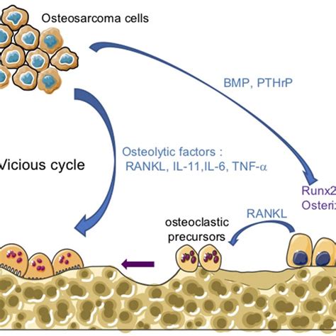 The Vicious Cycle Between Tumor And Bone Cells During Osteosarcoma Download Scientific Diagram