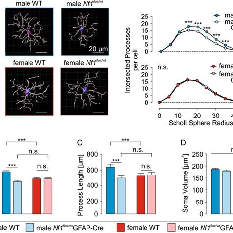 Microglia Morphology Is Altered By Extrinsic Nf1 Reduction A Left Download Scientific Diagram