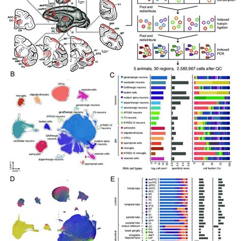 Pdf A Single Cell Multi Omic Atlas Spanning The Adult Rhesus Macaque Brain