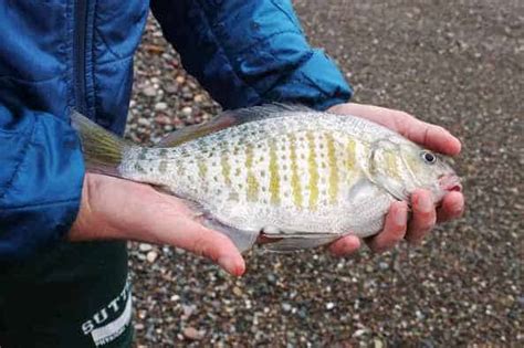 California Surf Perch Rigs 3 Easy Setups To Catch More Fish Baits And Tips