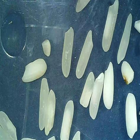 How To Use The Object Detection Rice Object Detection Api