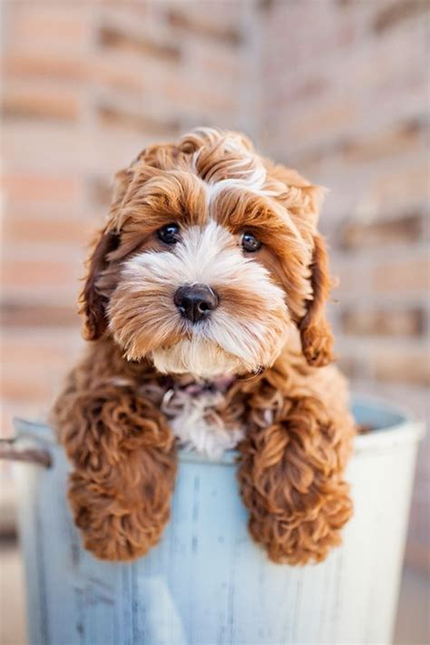 67 Best Cockapoo Puppies Images On Pinterest Goldendoodle