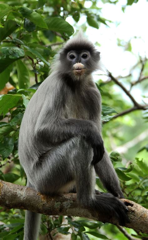 Trachypithecus Crepusculus Indochinese Gray Langur — Coke Smith Wildlife