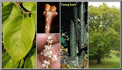 Hort 380 Misc Trees Flashcards Quizlet