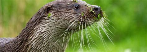 Mitigation And Enhancements Greenlight Environmental