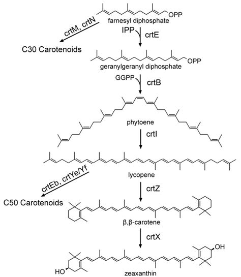 Carotenoid Biosynthesis Pathway Ipp Isopentyl Pyrophosphate Crte Download Scientific