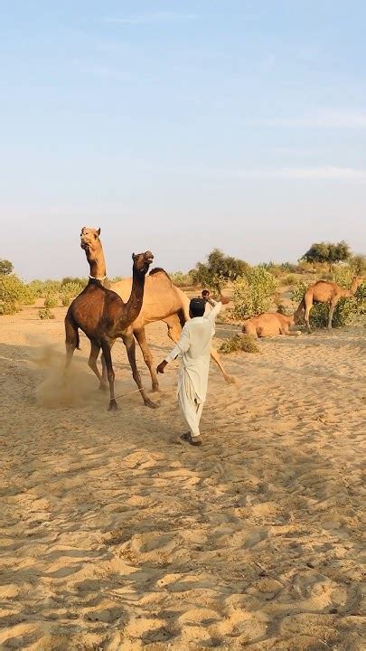 لون الجمل الأسود Youtube