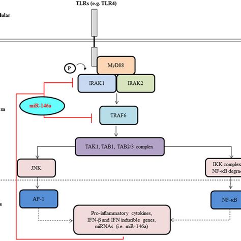 Mir 146a Negatively Regulates Signal Transduction Pathways Leading To