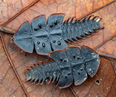 Trilobite Beetle Exquisite Net Winged Insect