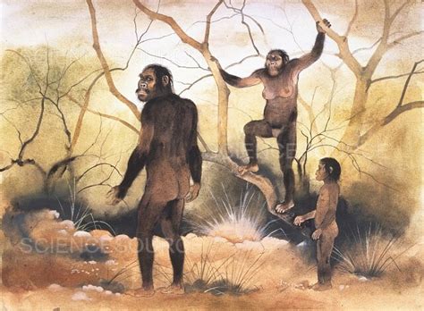 Australopithecus Afarensis Stock Image Science Source Images