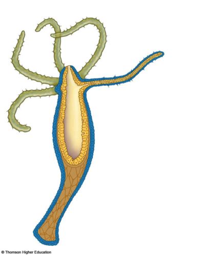 Biology Lab Phylums Flashcards Quizlet