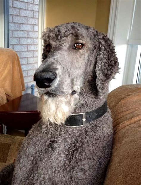 Adorable Gray Poodle Sitting On A Couch Standard Poodle Mustache
