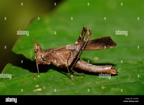 Beautiful Adult Grasshopper Sitting On Branch In Thai Forest Stock Photo Alamy