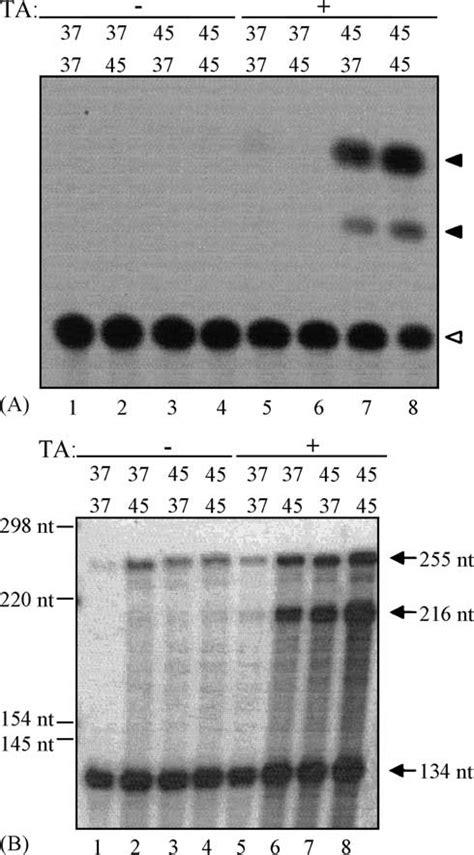 Enhancement Of Glucocorticoid Induced Cat Mrna And Cat Enzyme Download Scientific Diagram