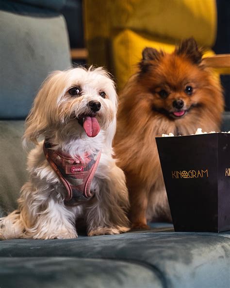 Poznaj Kinogram Kinogram