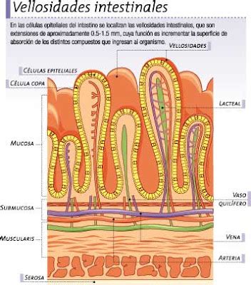 Biología Humana Sistema Digestivo AnatomÍa 2° Parte