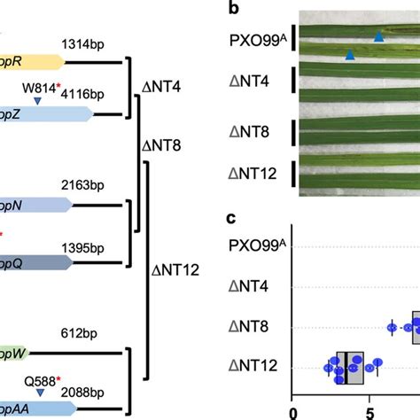 type iii effector gene mutants created by multiplex base editing