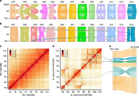 Comparison Of The Assembled Genomes With Their Diploid Progenitors