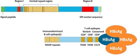 Malaria Vaccines Creative Diagnostics
