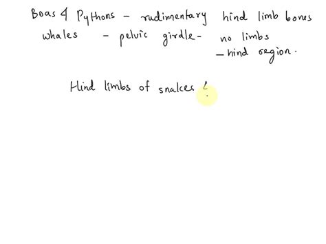 Solved Boas And Pythons Possess Rudimentary Hind Limb Bones And