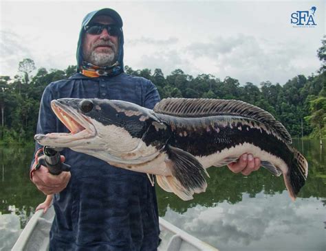 Giant Snakehead Fish