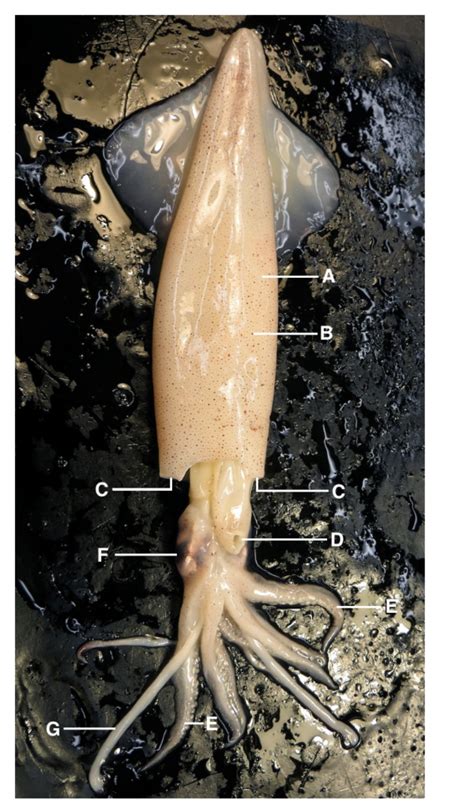 Diagram Of Mollusca Quizlet