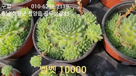 청양바위솔농원 바위솔4천원~30만원 판매220821 Youtube