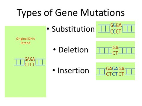 Substitution Mutation