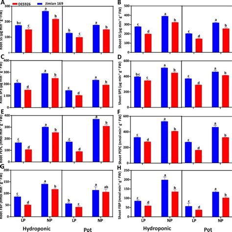 A Root Sucrose Synthase Activity Ss μg Min− 1 G− 1 Fw B Shoot Download Scientific Diagram