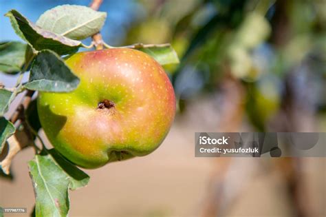 나무에 사과의 고통스러운 열매 나무 에 사과를 매달려 천연 유기농 사과 가을에 대한 스톡 사진 및 기타 이미지 가을 건강한 생활방식 건강한 식생활 Istock