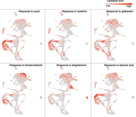 Umap Visualization Of Expression Patterns Of Genes Related To Hormone Download Scientific