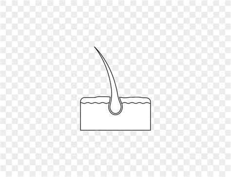 Hairhair Folliclesroot Icon Vector Illustration Epidermis Dermis Sebaceous Vector Epidermis