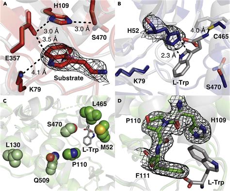 Analysis Of Laboratory Evolved Flavin Dependent Halogenases Affords A