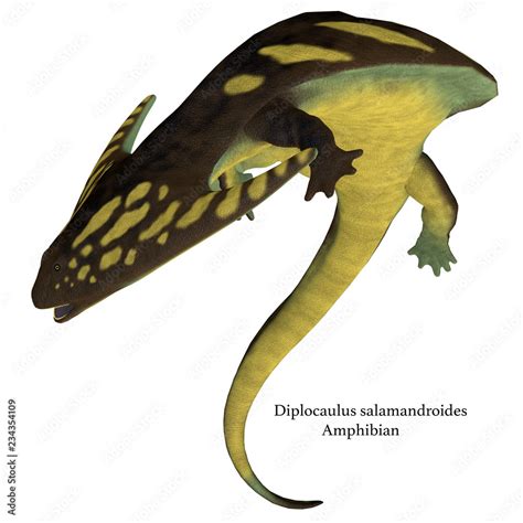 Diplocaulus Amphibian On White With Font Diplocaulus Was An Amphibian