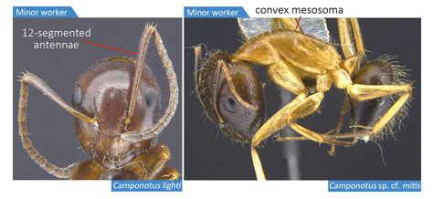 Camponotus The Ants Of Saiyuen