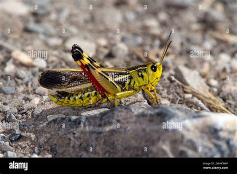 Large Banded Grasshopper Arcyptera Fusca Male A Short Horned