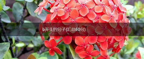 b开头的句子 汇总60句