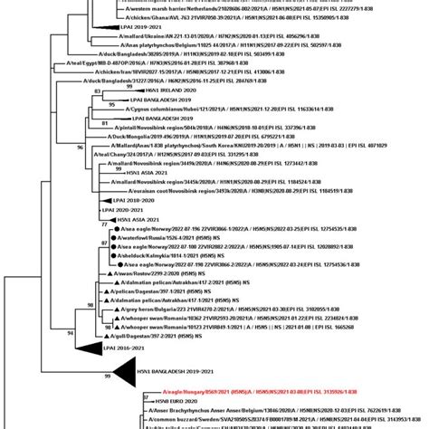 Phylogenetic Tree Constructed Using The Nj Method Based On The