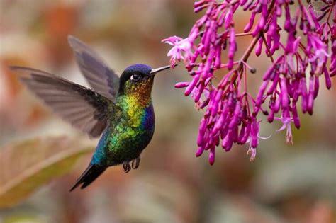 9 Hummingbirds In California With Pictures