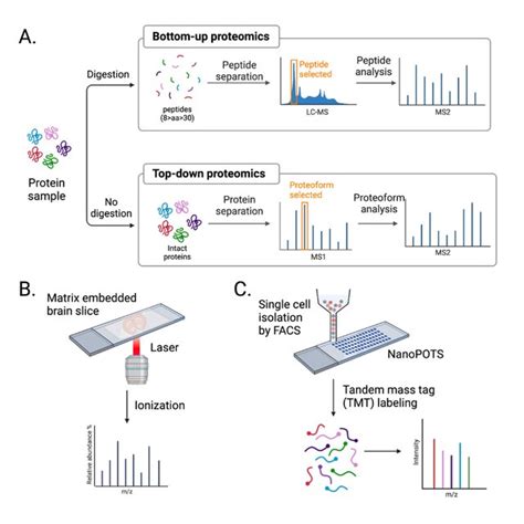 Advancement In Mass Spectrometry Techniques A Ms Based Proteomics Is Download Scientific