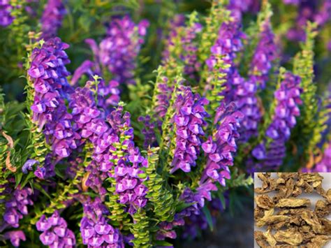 Scutellaria Root Huangqin Scutellaria Baicalensis Radix Scutellariae