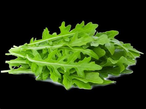 Хранение свежей рукколы в холодильнике Как сохранить на зиму в домашних условиях