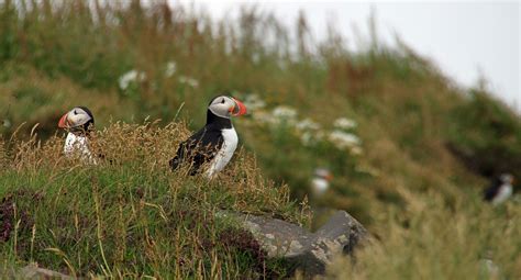 200 Free Puffin And Nature Images Pixabay