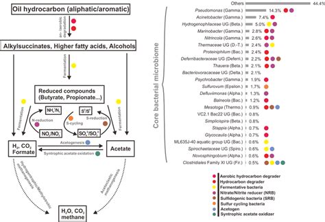 Average Abundances And Functional Roles Of Core Bacterial Microbiome In Download Scientific