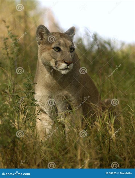 Cougar In Grass Royalty Free Stock Photography Cartoondealer Com