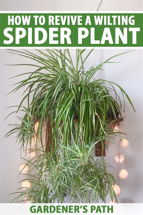How To Revive A Wilting Spider Plant Gardeners Path