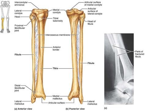 Unlabeled Tibia