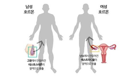 여성 호르몬 에스트로겐 뇌 건강도 지킨다