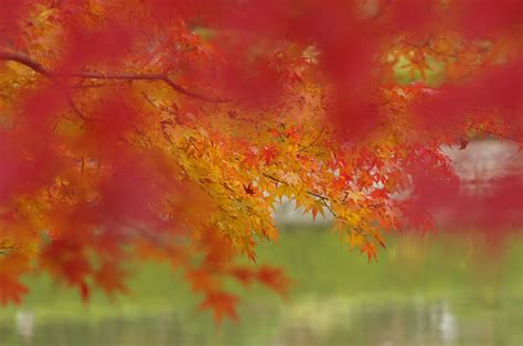 배경 화면 햇빛 이파리 공원 목재 분기 못 가을 꽃 시즌 외설 시그마 우디 식물 단풍 나무 단풍잎 3008x2000 533359 배경