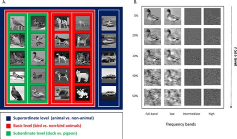 Figure 1 From Object Categorization In Finer Levels Relies More On Higher Spatial Frequencies